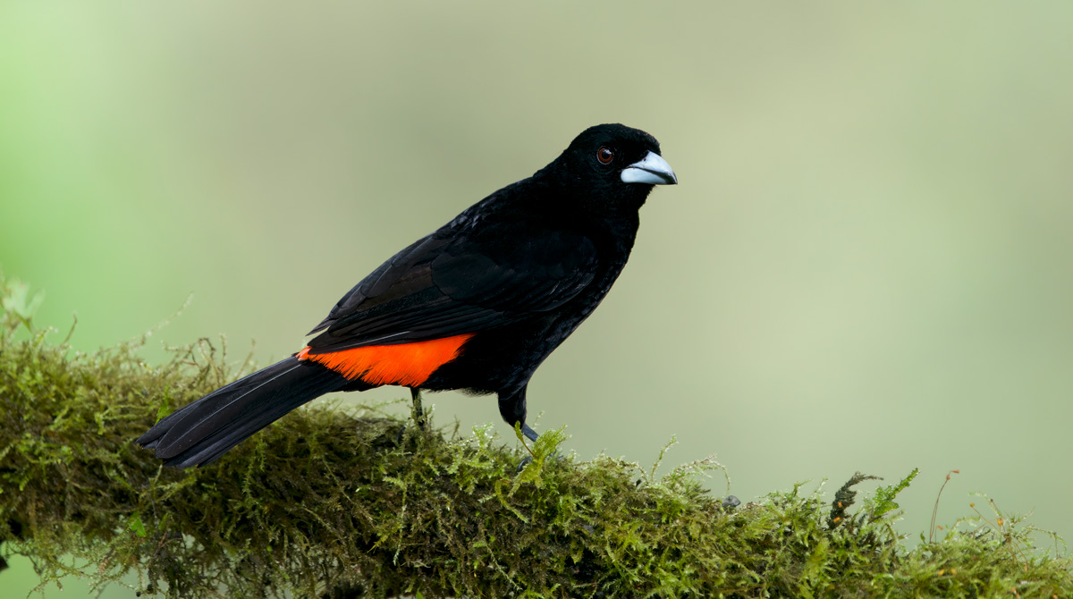 Del Chocó al Páramo – Wagner Expeditions