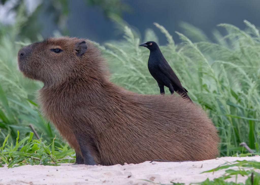 Safari en Colombia – Wagner Expeditions