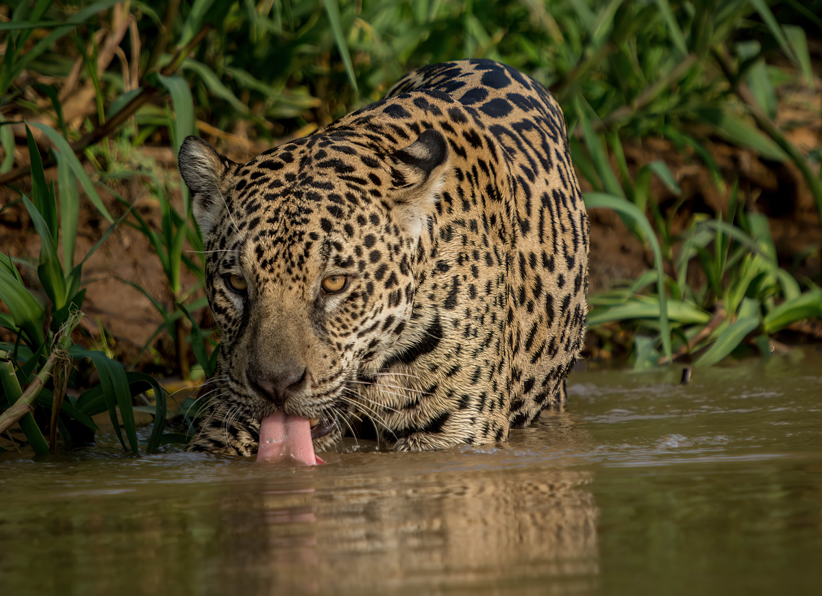 Pantanal, la Tierra del Jaguar – Wagner Expeditions