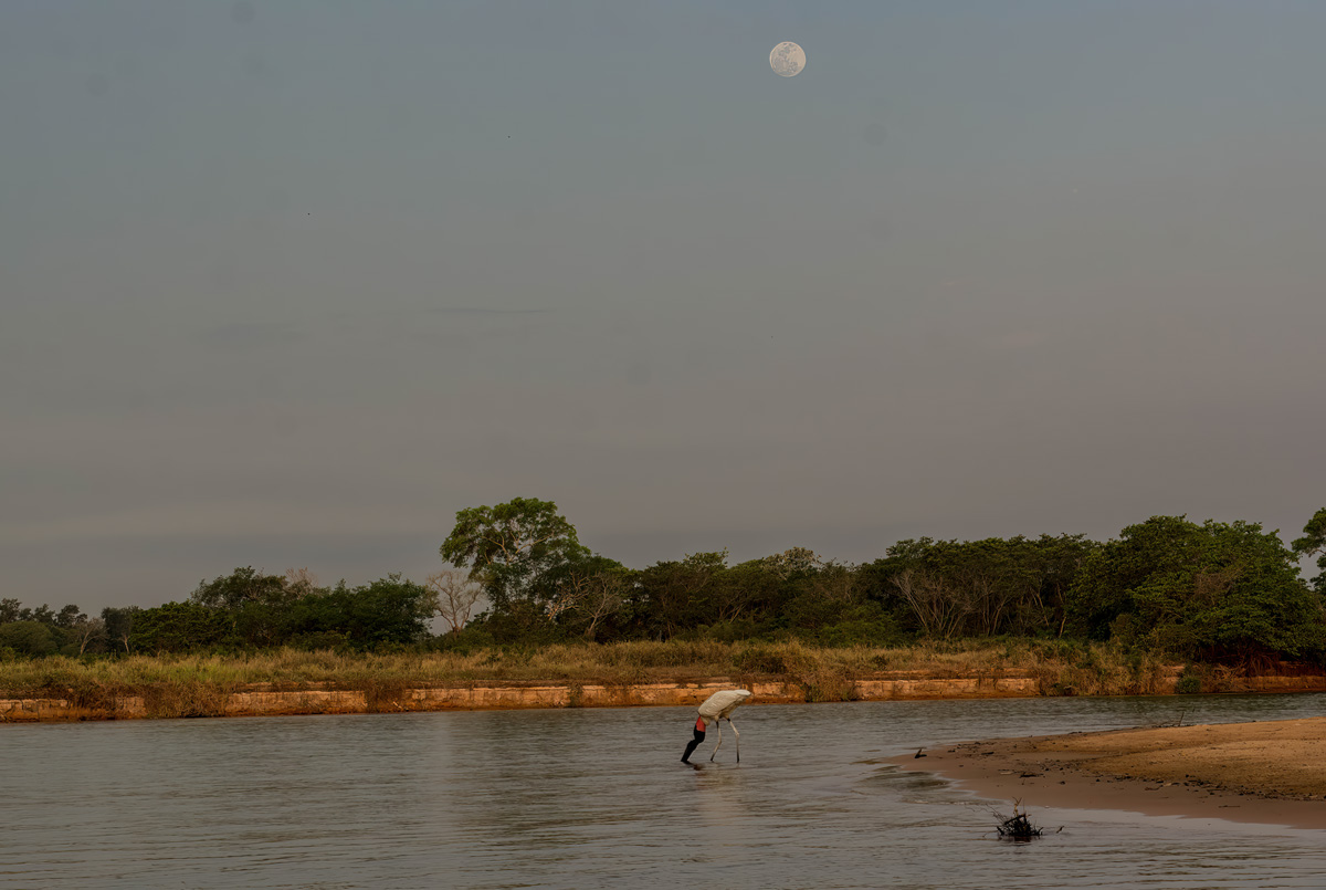 Pantanal, la Tierra del Jaguar – Wagner Expeditions