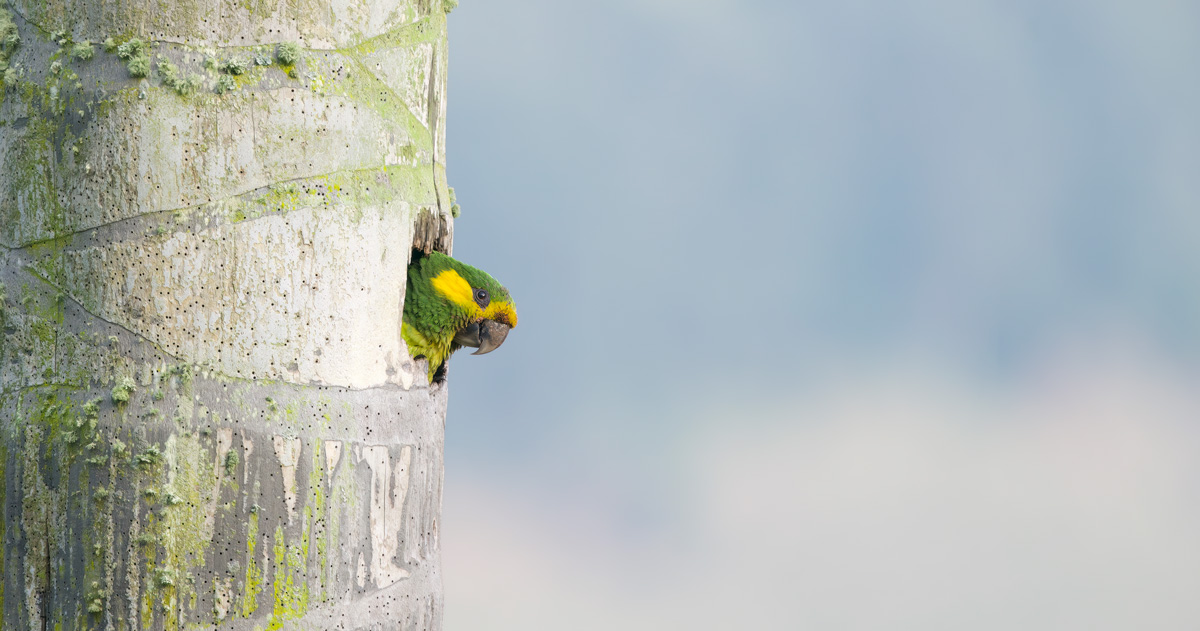 Loros de Colombia – Wagner Expeditions